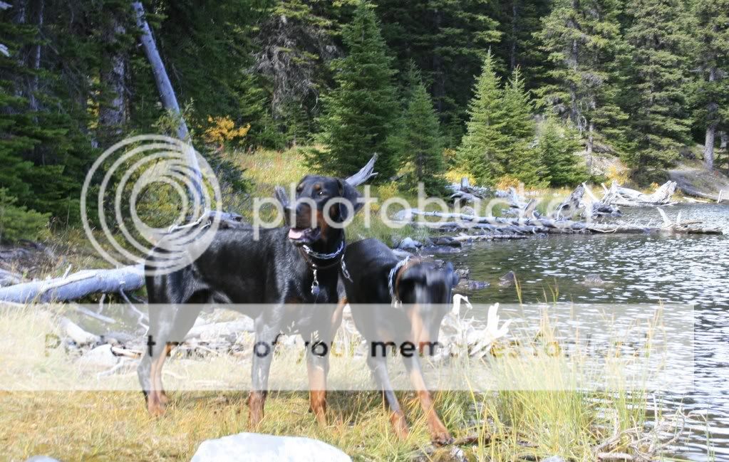 Is your dog overweight? | Doberman Forum : Doberman Breed Dog Forums