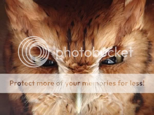 FARK.com: (6748494) Baby Owl loves to be petted. O RLY? YA RLY